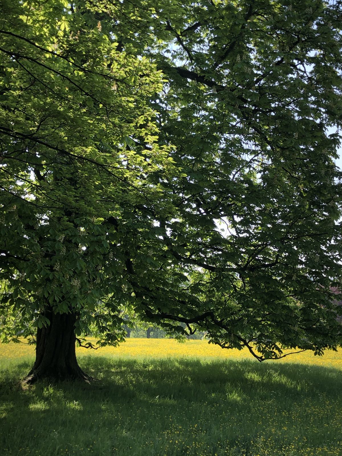 Running Through Woods on a Springtime Morning – iRunFar