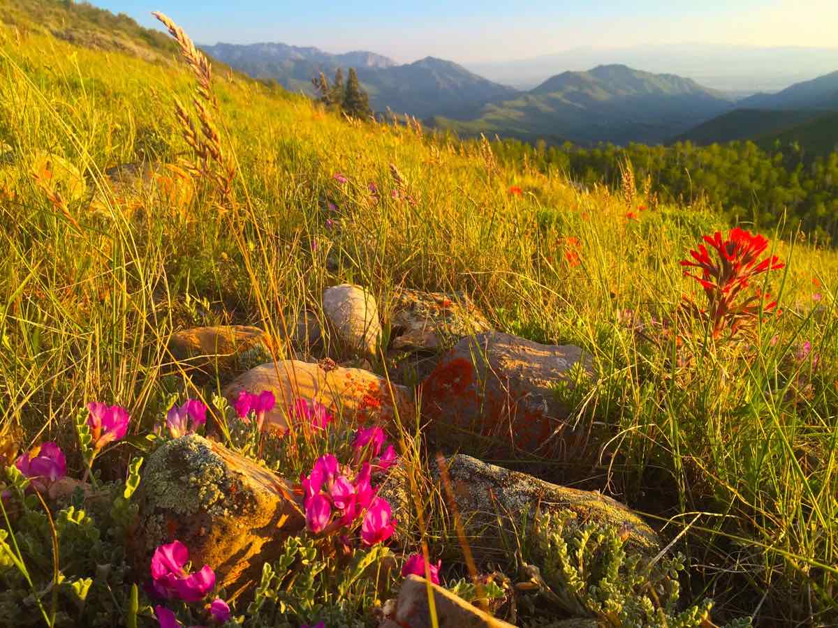 Wildflowers in the Wasatch Mountains of Utah – iRunFar